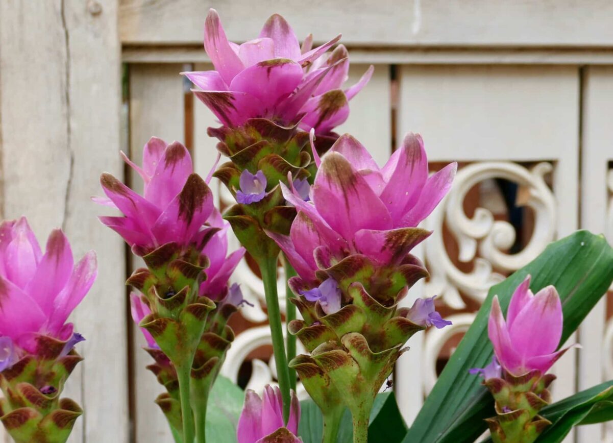 Come coltivare la curcuma: i nostri consigli