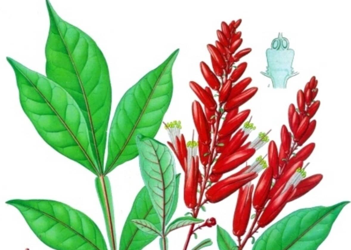 Quassia: proprietà e utilizzi