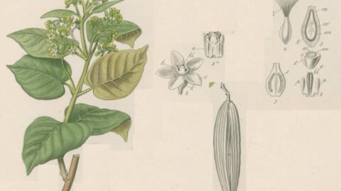 Cola: proprietà, usi, benefici e controindicazioni della noce di cola