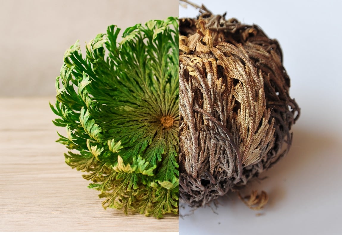 Pianta zombie, come sopravvive la Selaginella lepidophylla e torna verde in poche ore