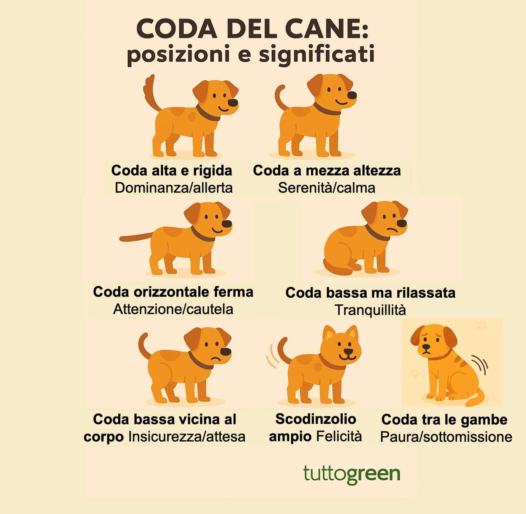 Coda del cane: cosa significa ogni posizione secondo i veterinari