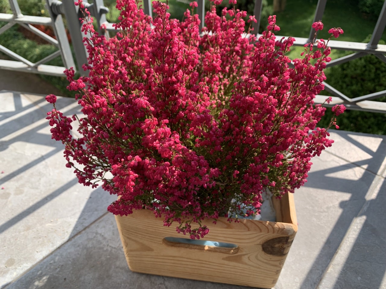 Calluna vulgaris: cura, differenze con l’Erica e varietà consigliate.