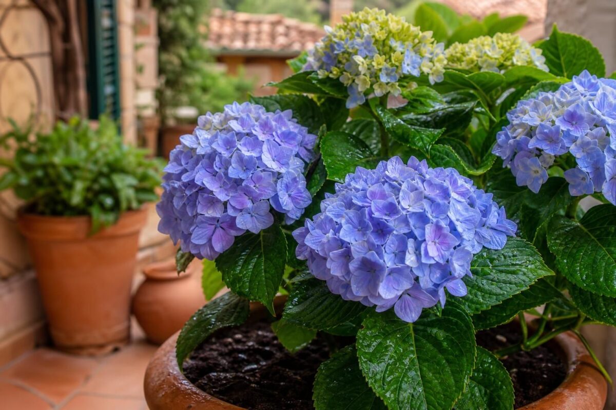 Ortensie con fiori flosci? Le cause più comuni e cosa fare subito