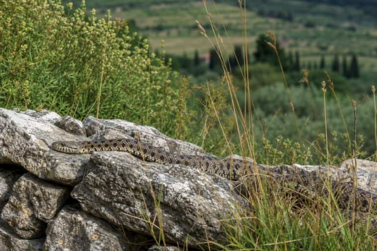 Vipera o biscia? 5 dettagli per riconoscerle subito